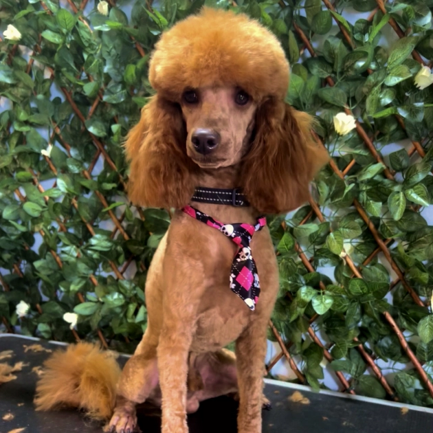 The Parents - Spring Pastures Puppies