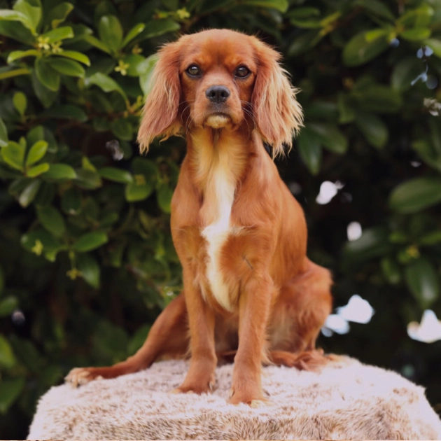 The Parents - Spring Pastures Puppies