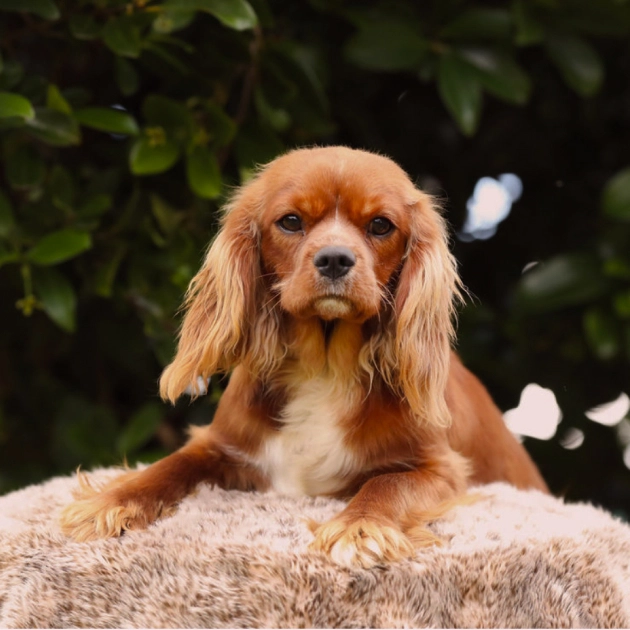 The Parents - Spring Pastures Puppies