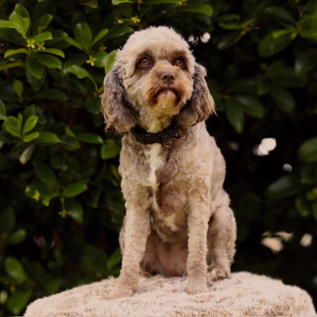 The Parents - Spring Pastures Puppies