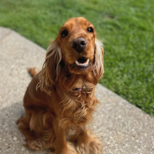 The Parents - Spring Pastures Puppies