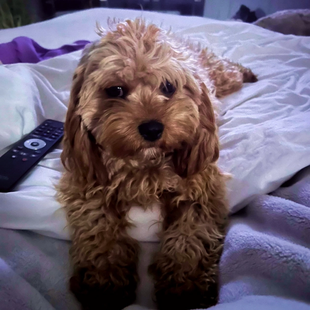 The Parents - Spring Pastures Puppies