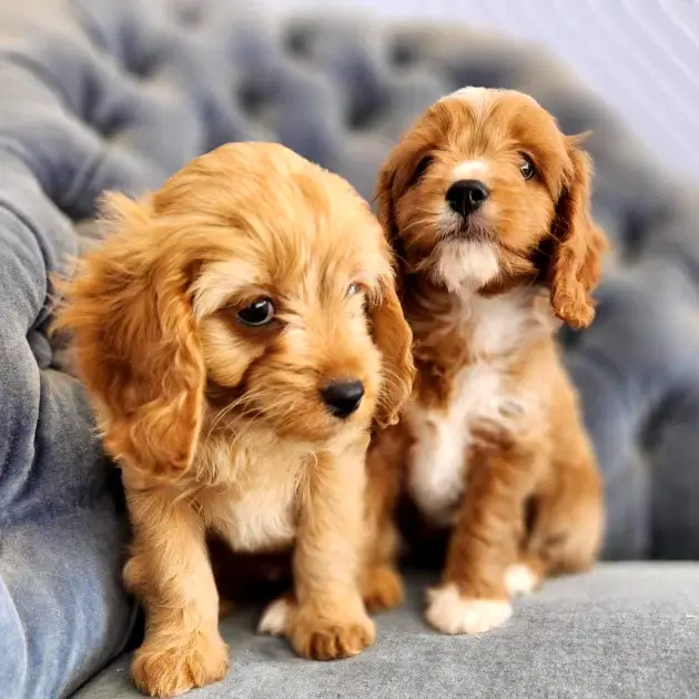 Spring Pastures Puppies - Available Litters