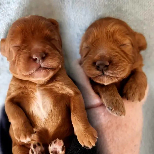 Spring Pastures Puppies - Available Litters