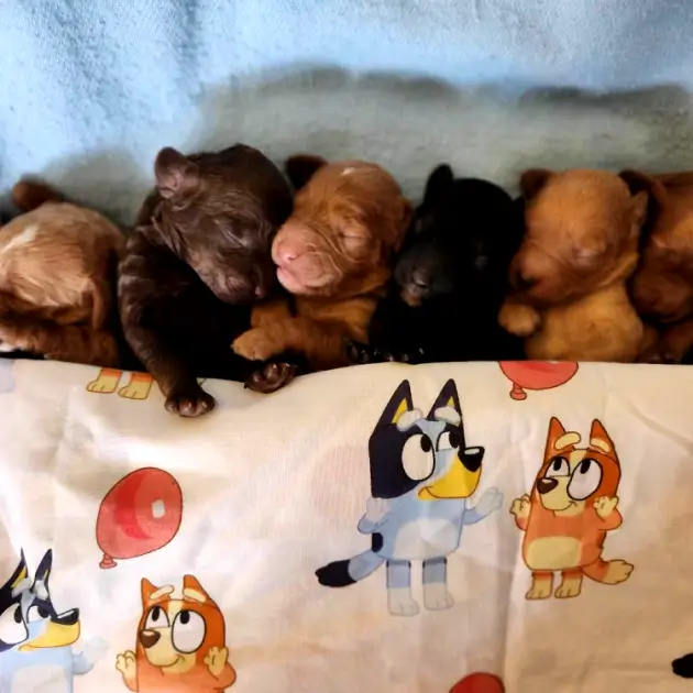 Spring Pastures Puppies Spoodle & Cavoodle Breeder