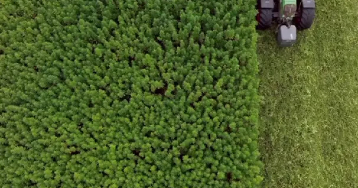 Ekolution | Odling av Hampa: Ekolutions Väg till Klimatmål