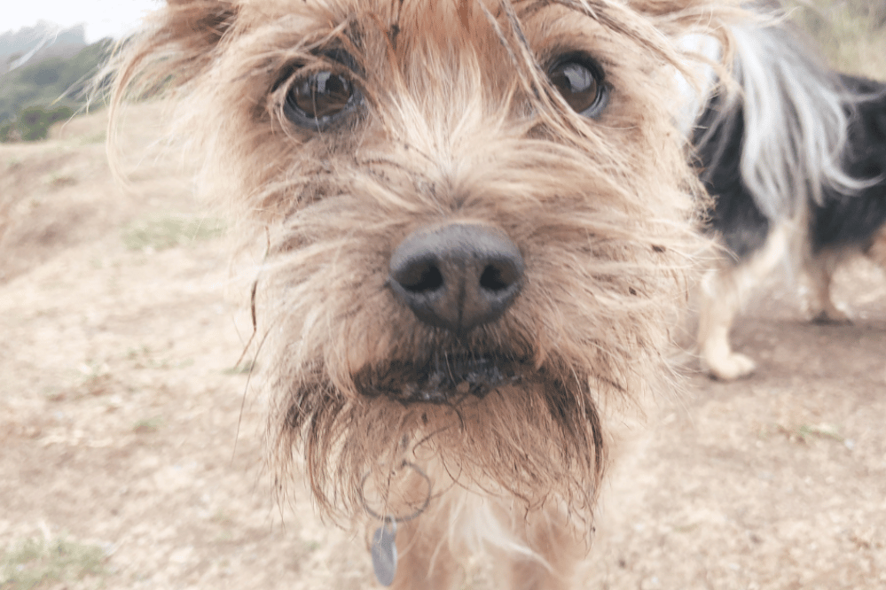 How to stop your dog eating poo