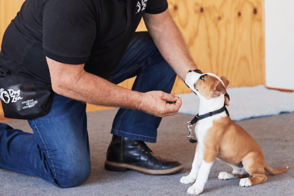 The perfect puppy routine