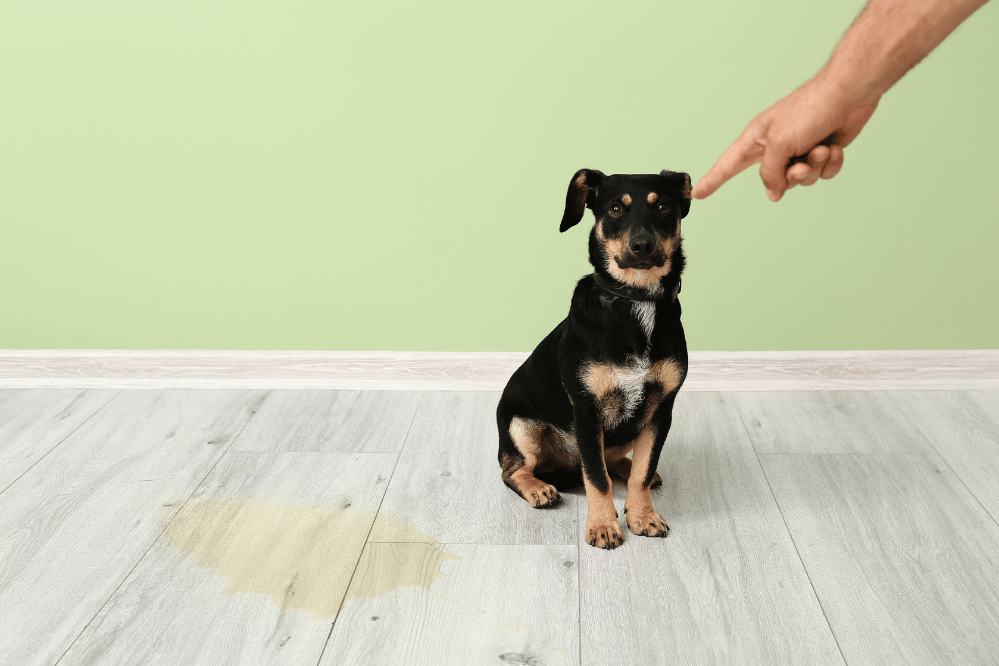 Common puppy training mistakes