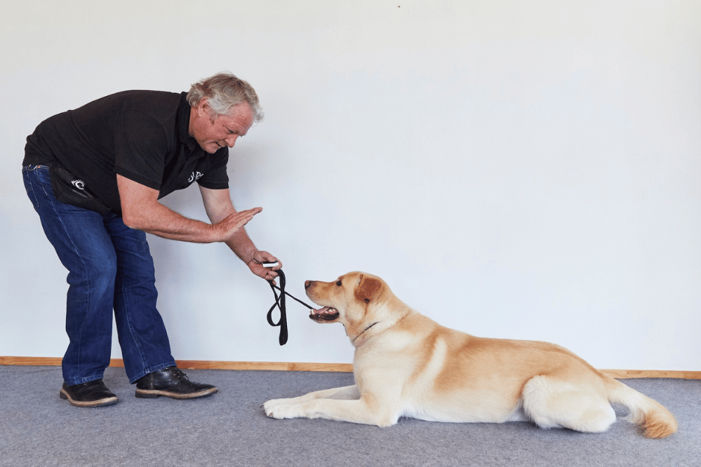 How to teach your dog to stay