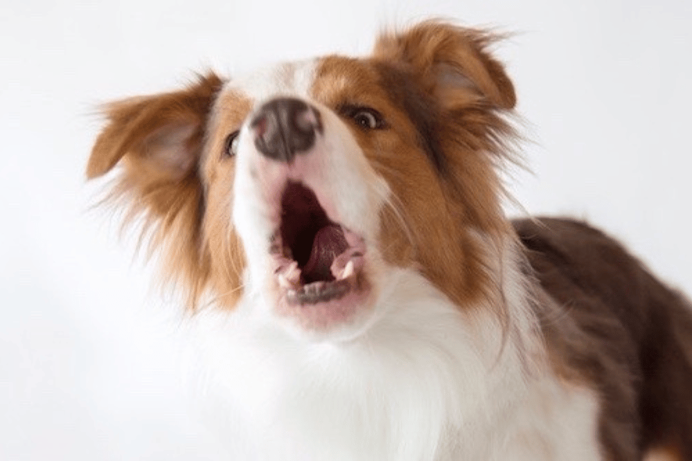 How to stop your dog from barking