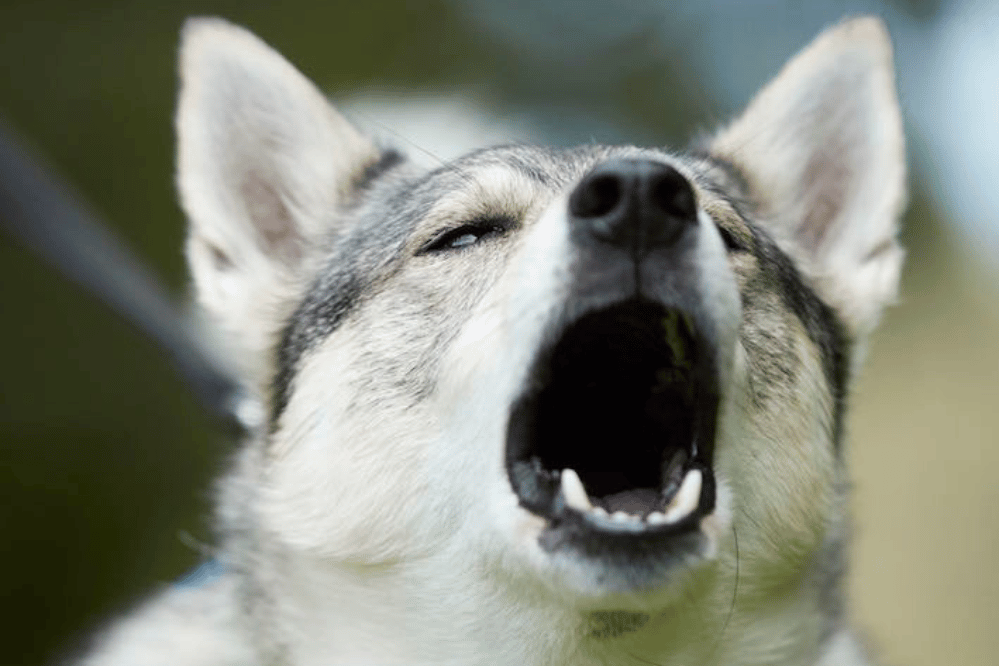 How to stop your dog from barking