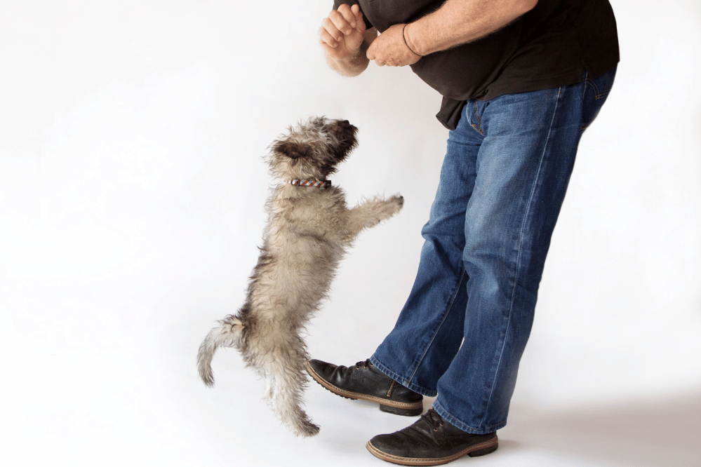 Teaching your dog to stop jumping up