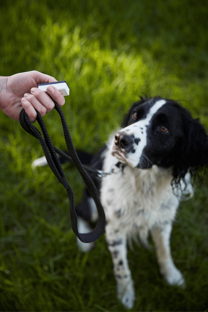 Clicker training 101