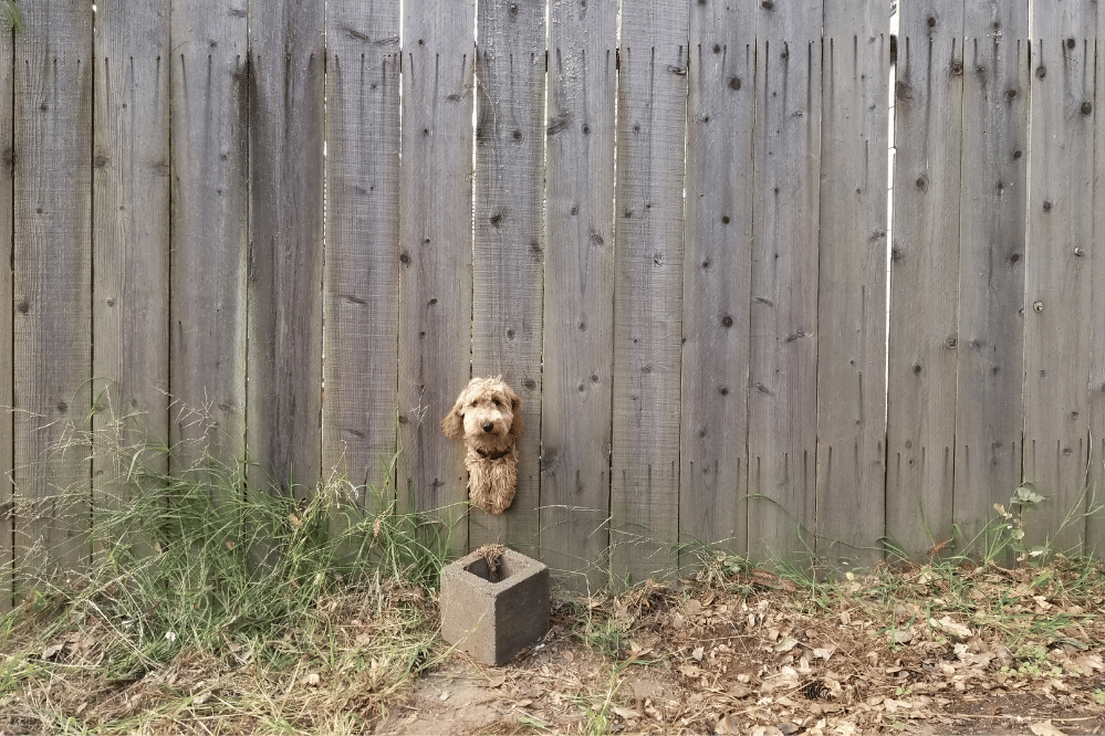 How to protect your new pet