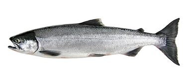 World-Class Fishing in Haida Gwaii | West Coast Fishing Club