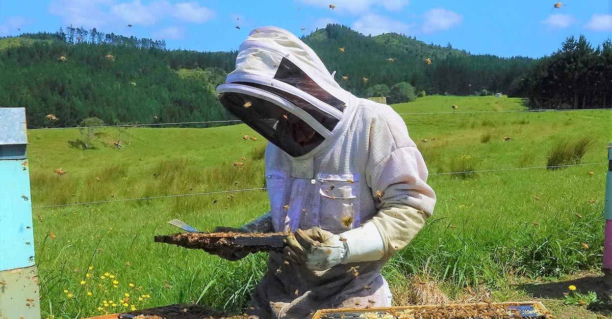 Beekeeping Tasks by the Seasons