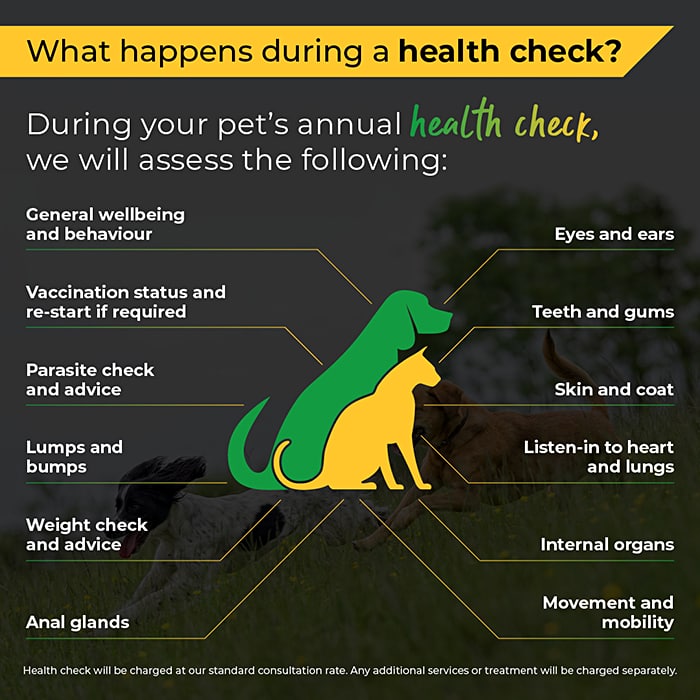 Animal Health Checkups: Why They're Crucial for Your Pet | Greystanes Vet
