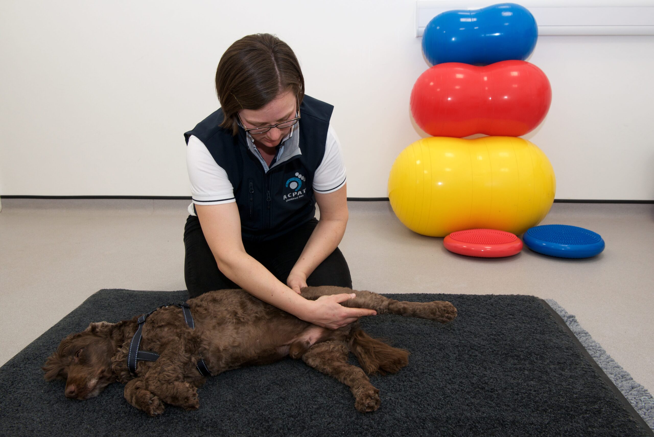 Animal physiotherapy in veterinary practices