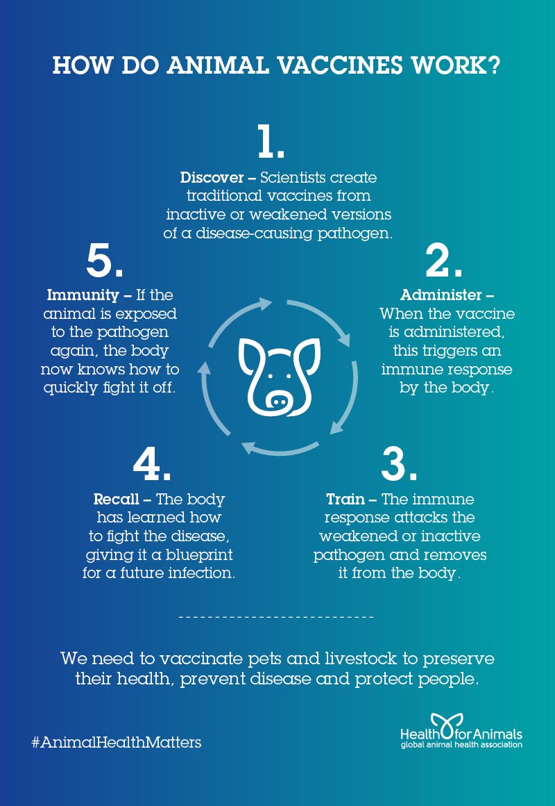 Importance of animal vaccination