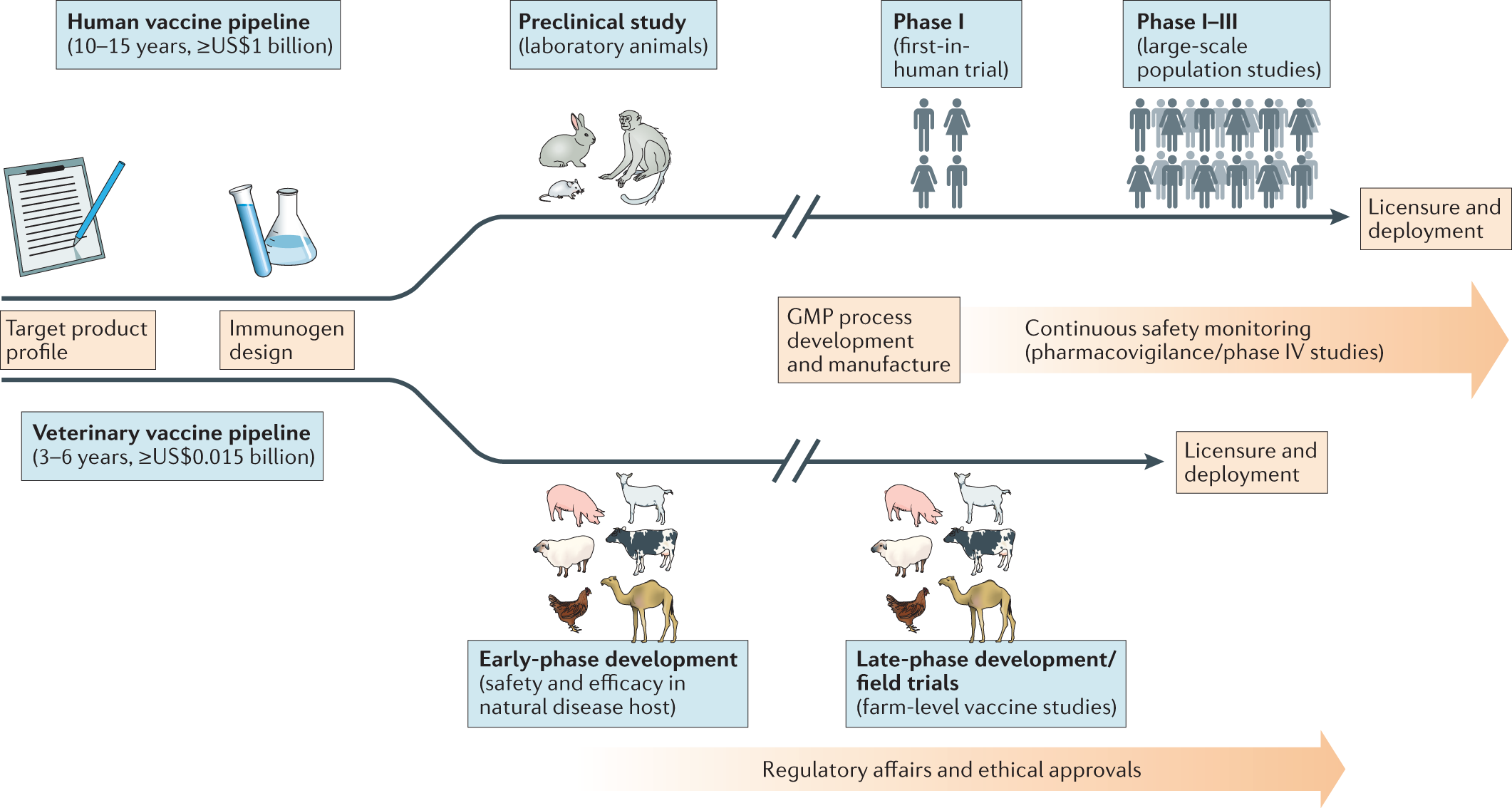 Animal vaccination process