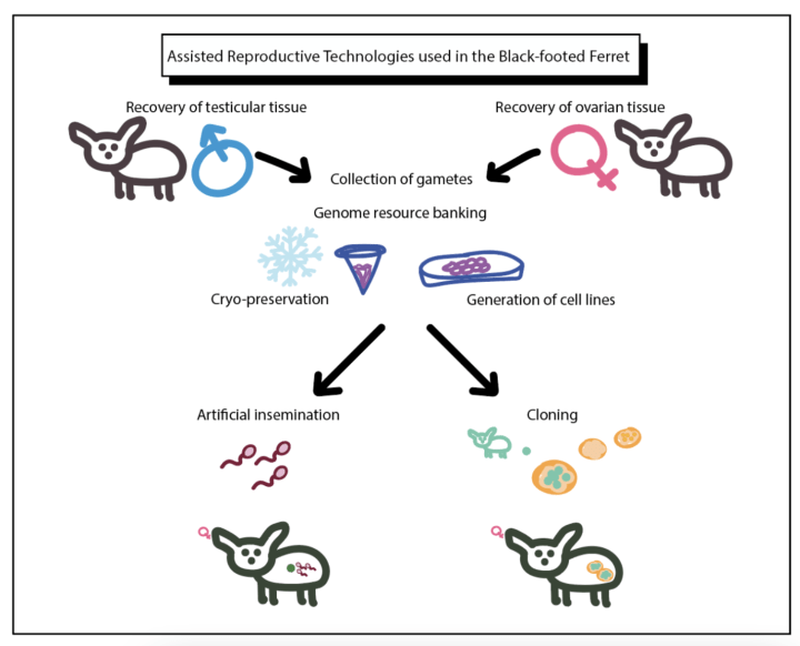 Assisted reproductive technologies in veterinary medicine