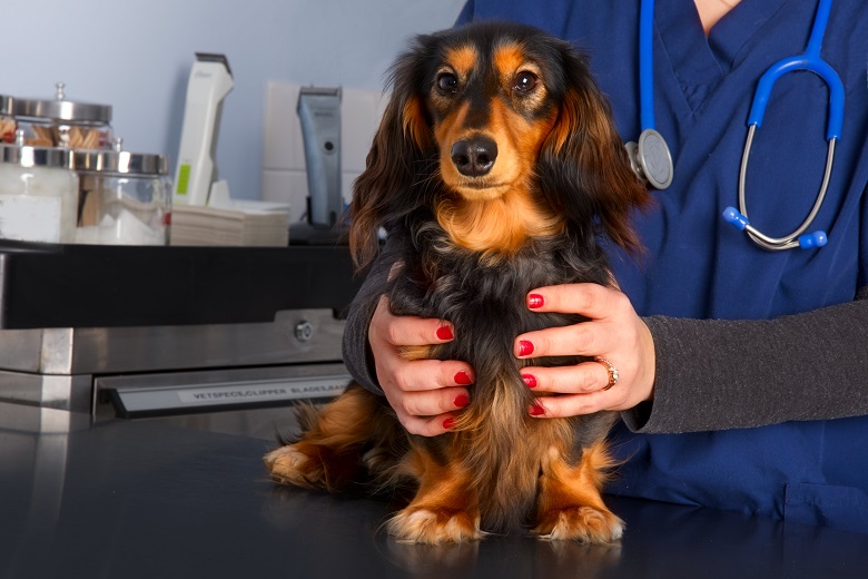 Educating pet owners on reproductive health for animals