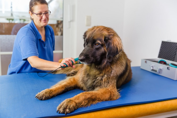 Animal physiotherapy techniques