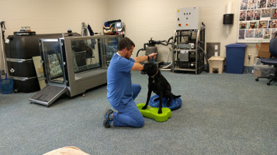 Animal physiotherapy facilities and equipment in veterinary clinics