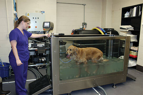 Animal physiotherapy in veterinary services