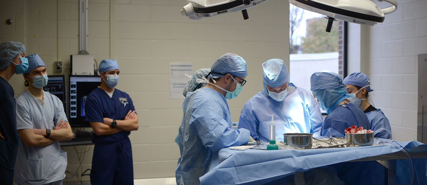 Veterinary surgical procedures