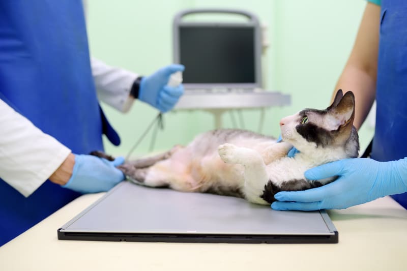 What to Expect During Animal Health Checkups | Greystanes Vet