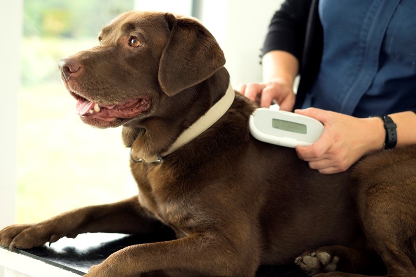 The Benefits of Microchipping Your Pet | Greystanes Vet