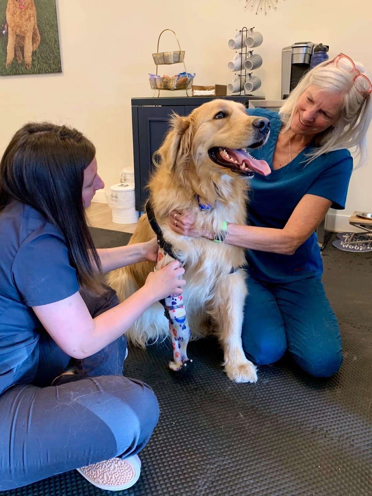 Discovering the Benefits of Animal Physiotherapy | Greystanes Vet