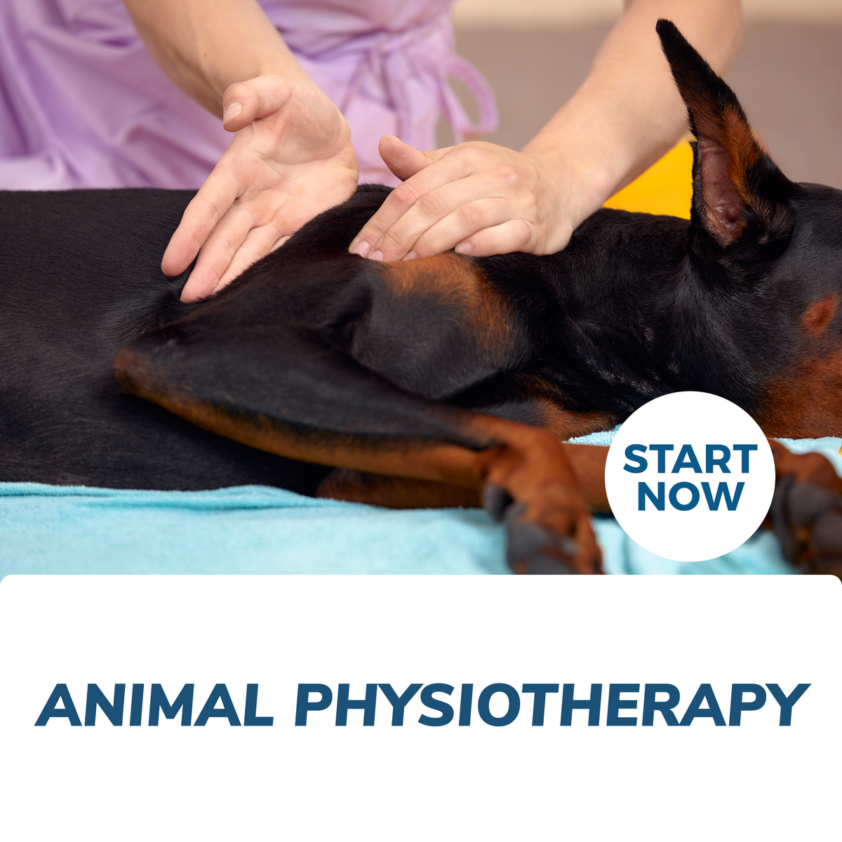 Animal Physiotherapy: A Modern Approach to Pet Wellness | Greystanes Vet