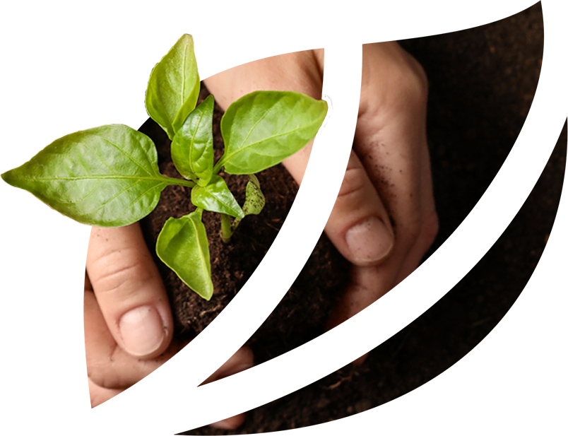 Suzano joins 1t.org Corporate Alliance committing to conserve, restore ...