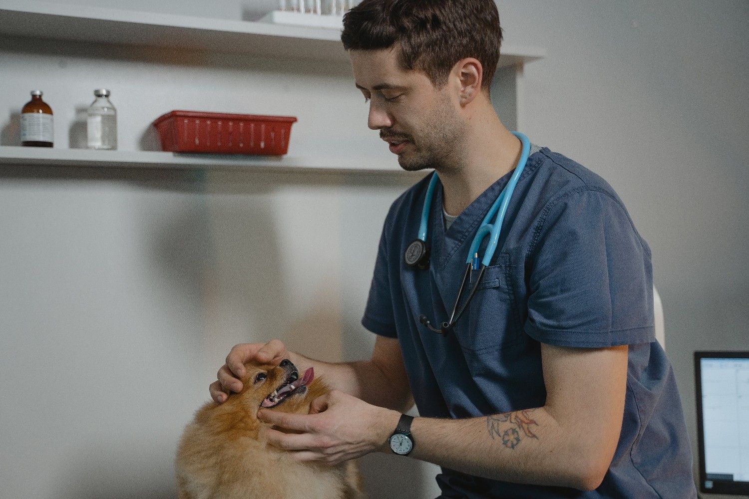 Veterinarian Resume | Examples, Tips & Templates