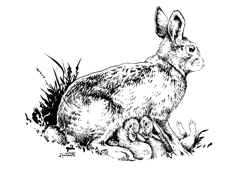 The Once and Future Land Ethic | Part One | The Aldo Leopold Foundation