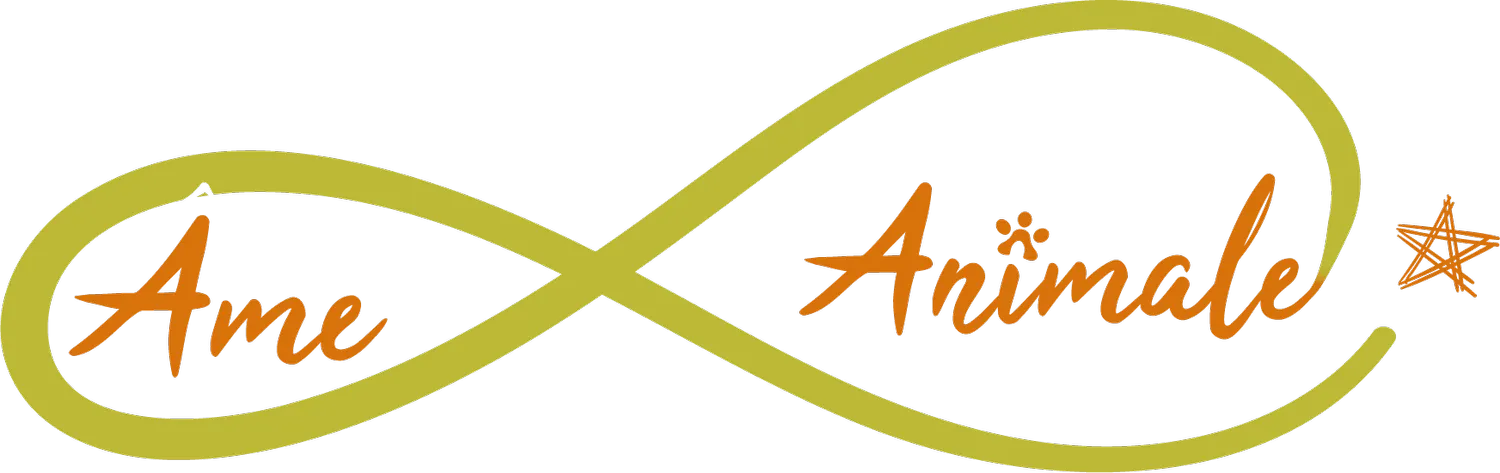 Âme Animale : Découvrez Notre École de Kinésiologie et Rencontrez Nos ...