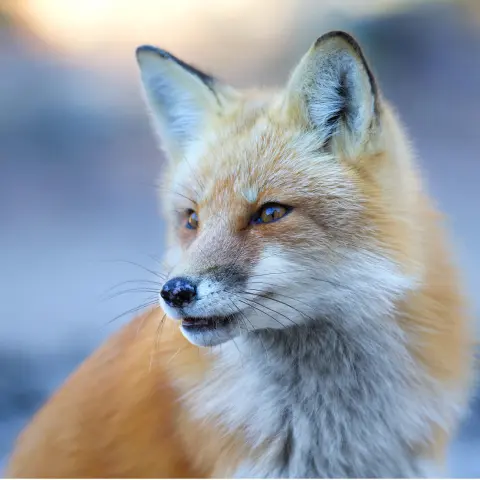 Red Fox Technology Services