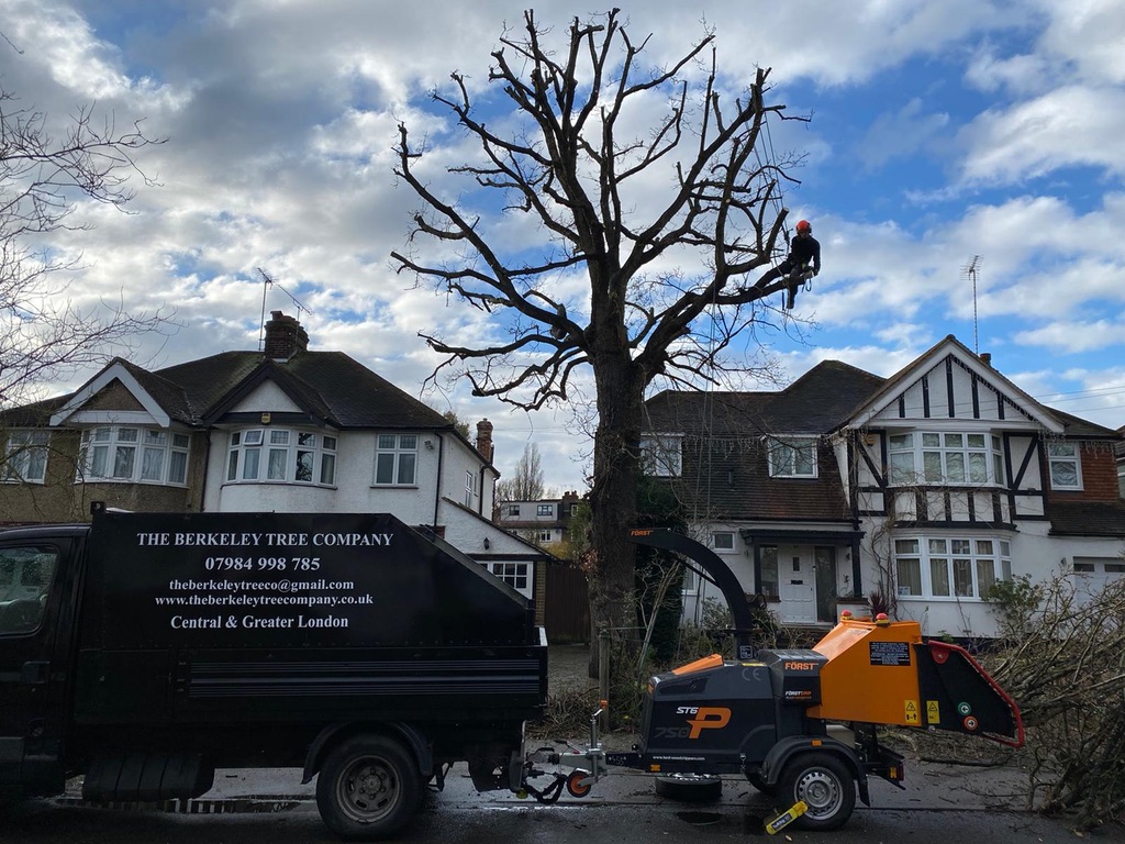 Welcome to The Berkeley Tree Company | London's Premier Tree Services