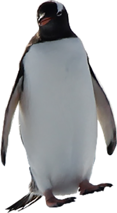 Insurance Technology Company - About Bold Penguin