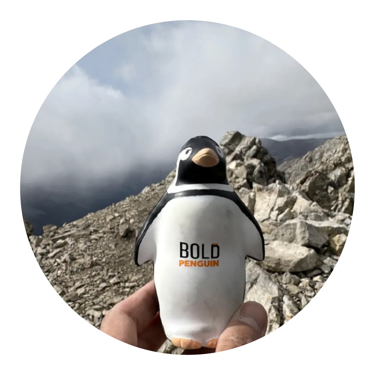 Insurance Technology Careers - Bold Penguin