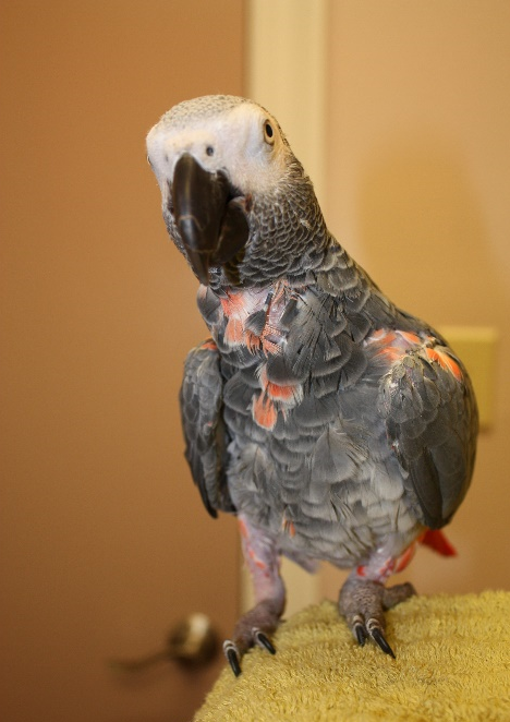 St. Charles Veterinary Hospital