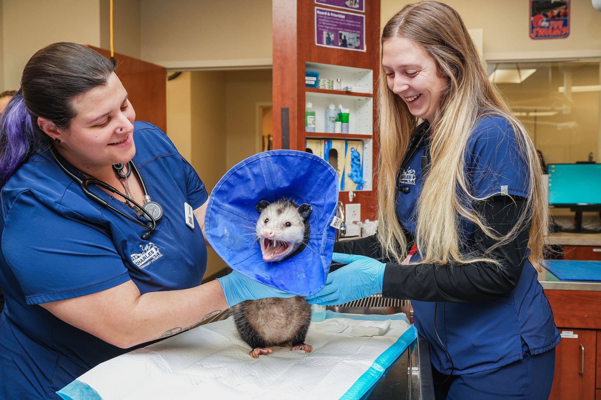 Wildlife Rehabilitation