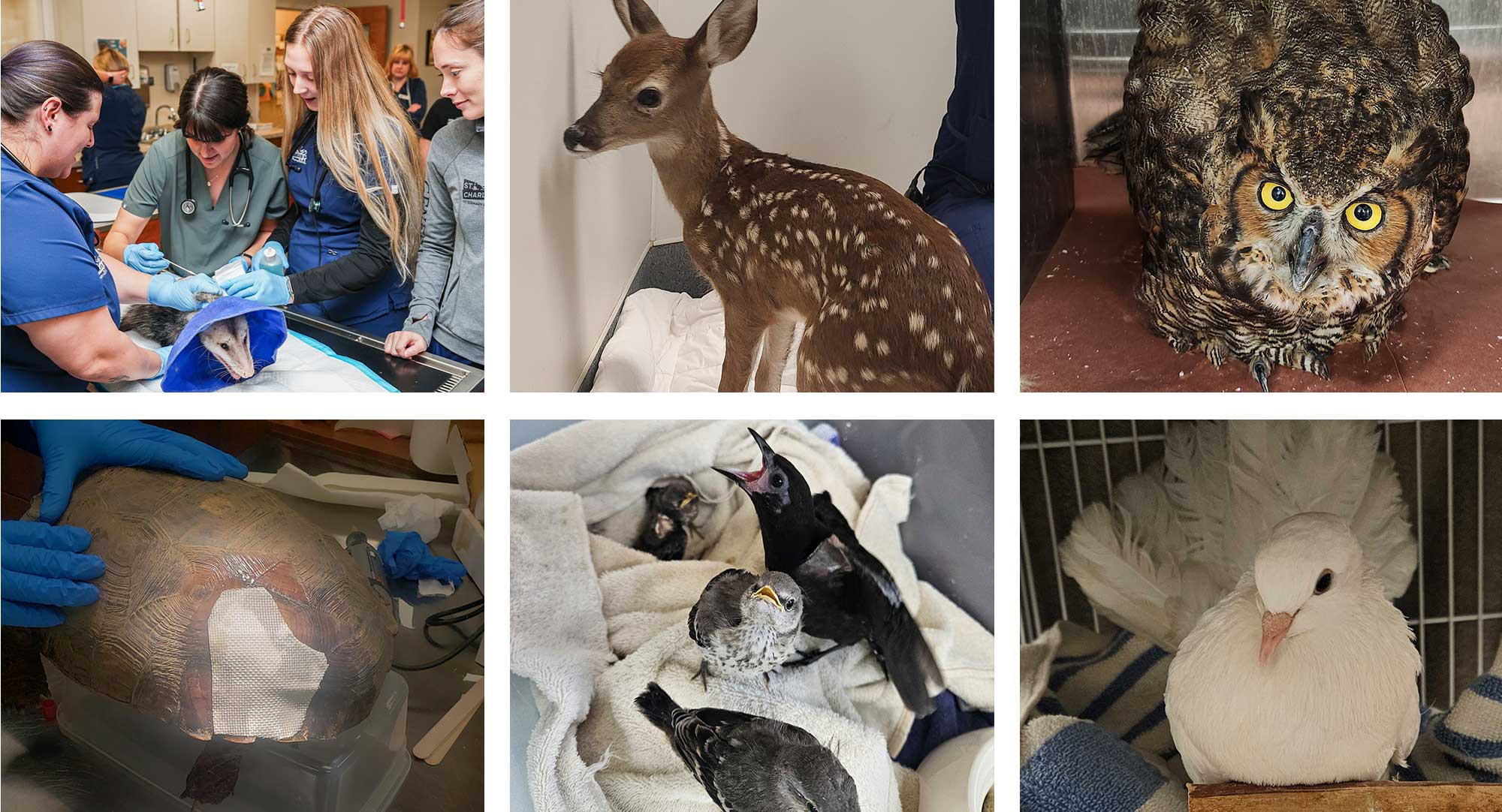 Wildlife Rehabilitation