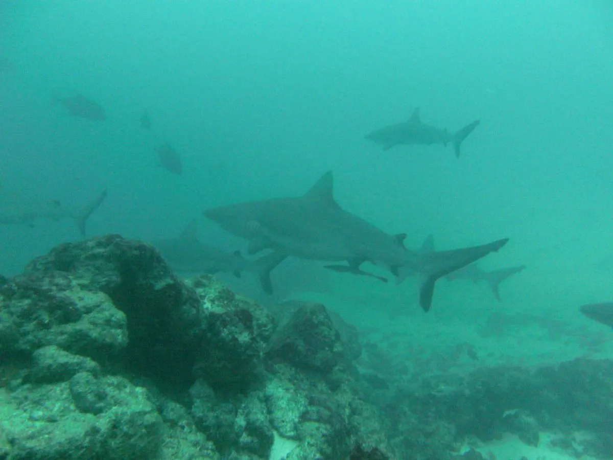 Adventure Cook Islands: Scuba Diving, Kayaks, and More in Rarotonga ...