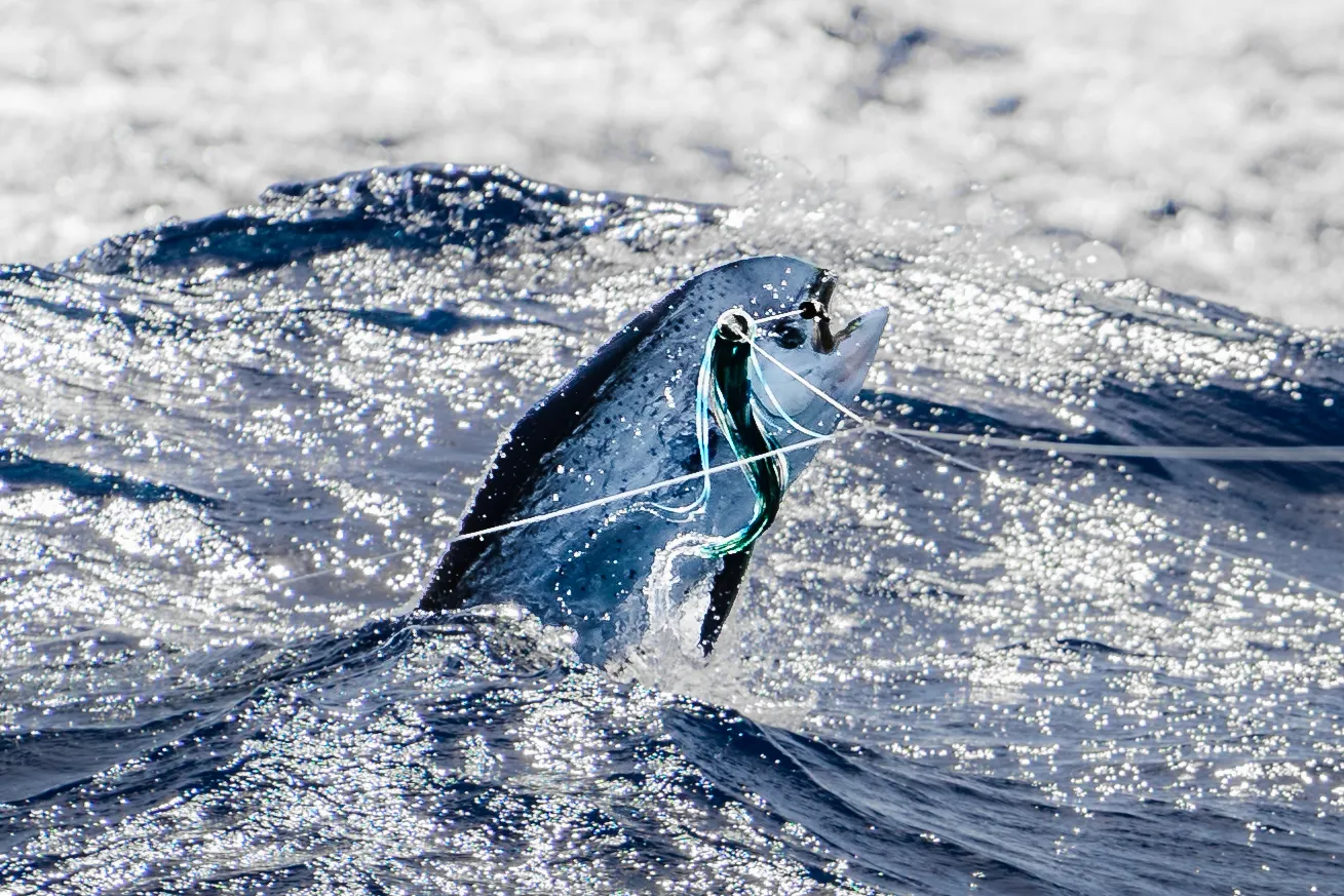 Game Fishing Rarotonga: Thrilling Fishing Charters in Avarua, Rarotonga ...