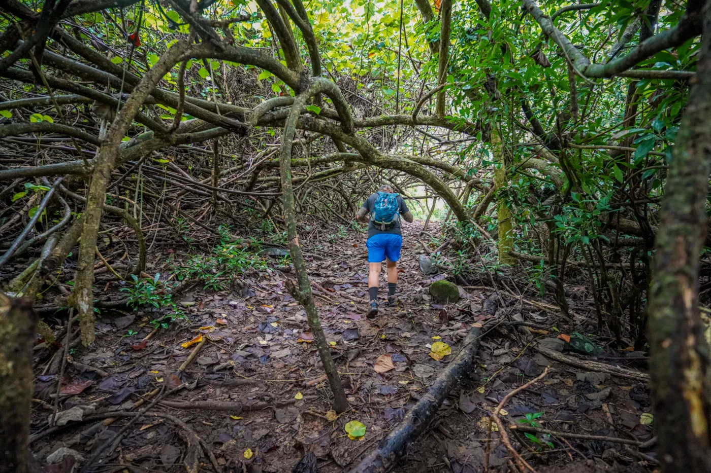 Raemaru Mountain Trek: Adventure Cook Islands Tour in Rarotonga - Cook ...