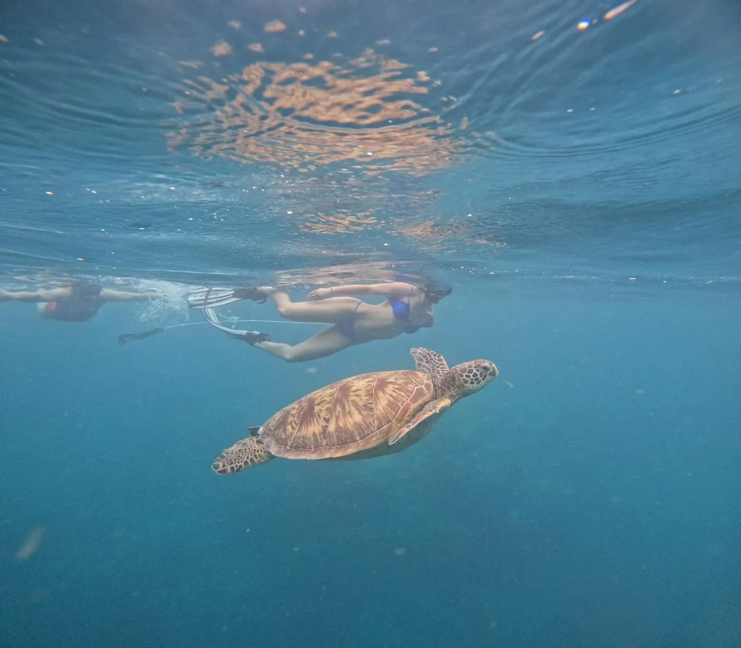 Snorkel Cook Islands Tour: Explore Rarotonga's Abundant Marine Life ...